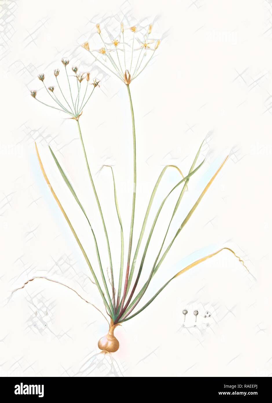 False garlic flowers hi-res stock photography and images - Alamy