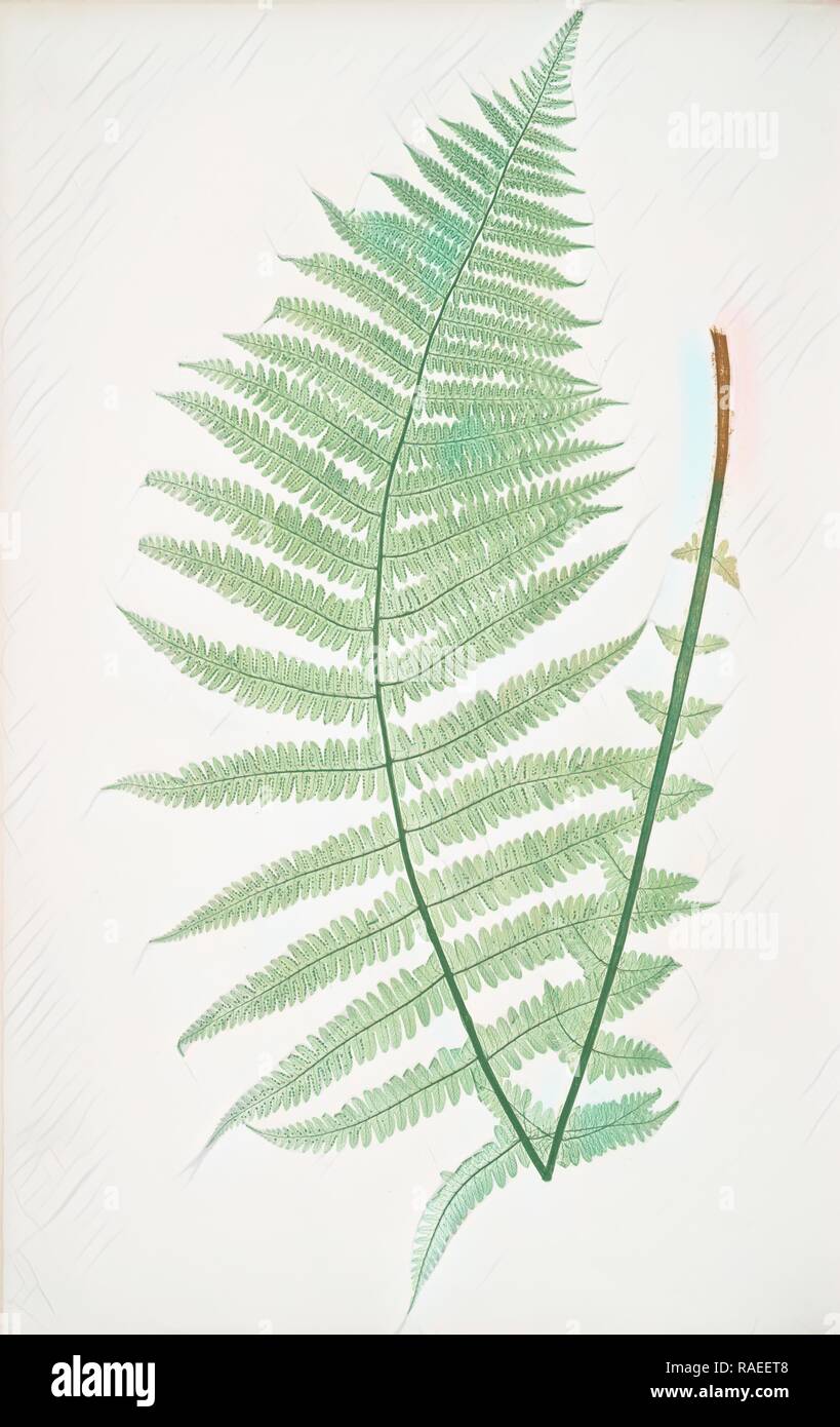 Lastrea Oreopteris. The mountain buckler fern, Bradbury, Henry Riley ...