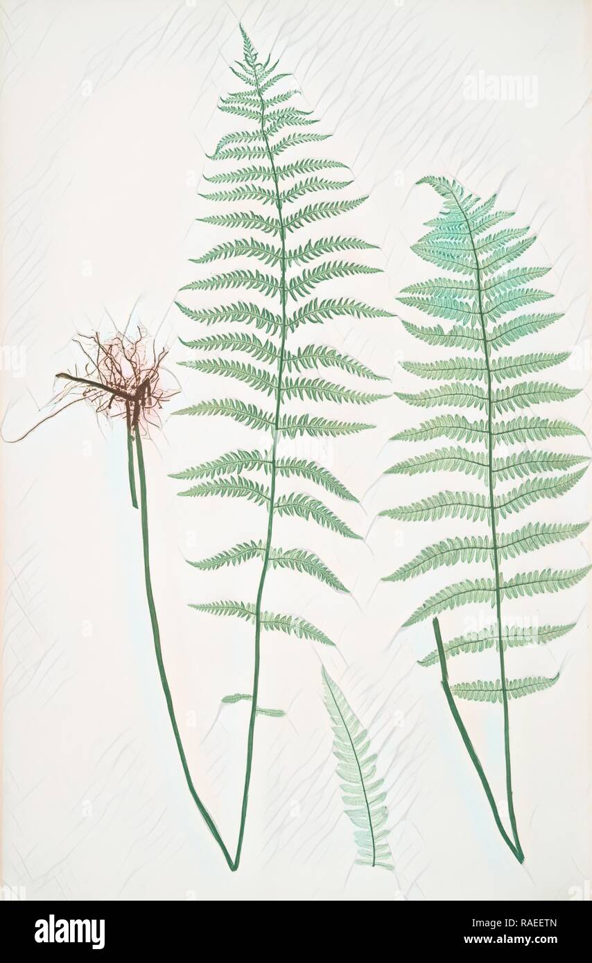 Lastrea Thelypteris. The marsh, or Female buckler fern, Bradbury, Henry ...