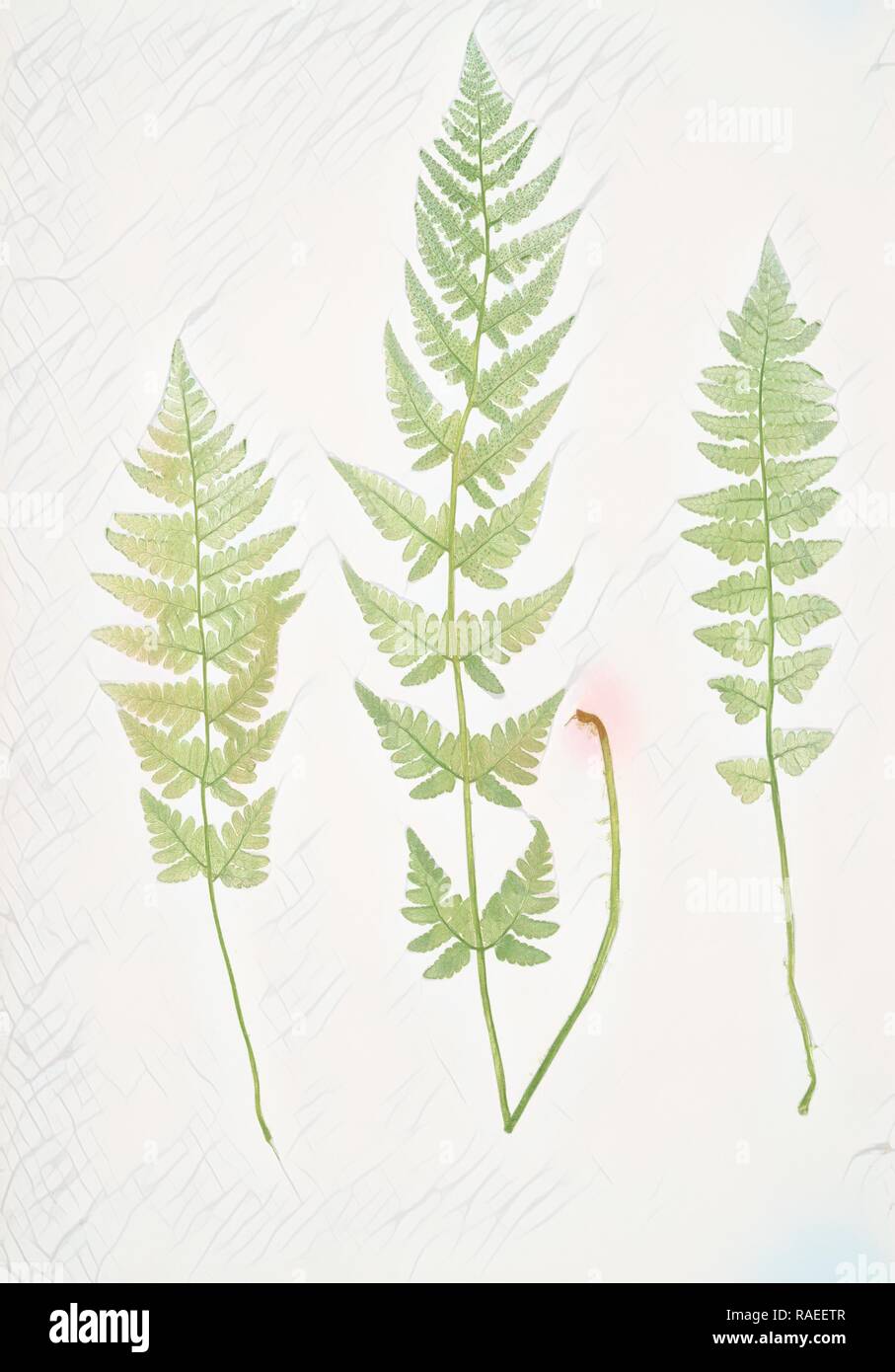 Lastrea cristata. The crested buckler fern, Bradbury, Henry Riley (1821 ...