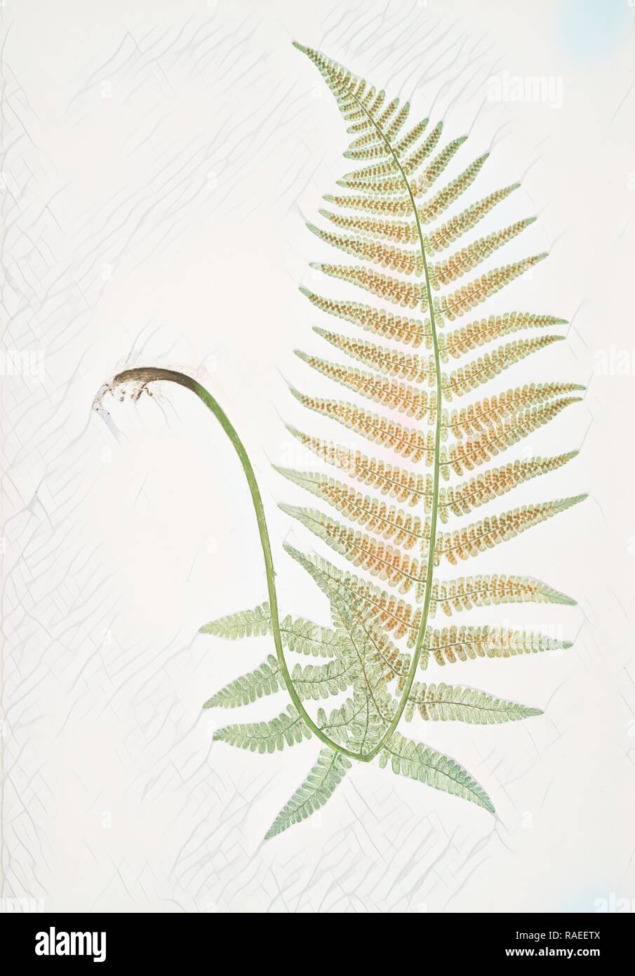 Lastrea Filix-mas. The male fern, or Common buckler fern, Bradbury ...