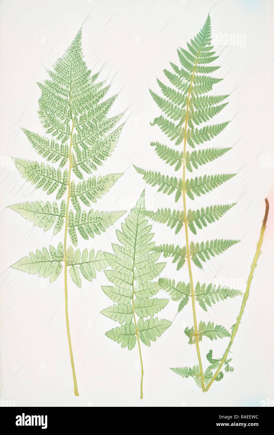 Lastrea cristata uliginosa. The crested buckler fern, Bradbury, Henry ...