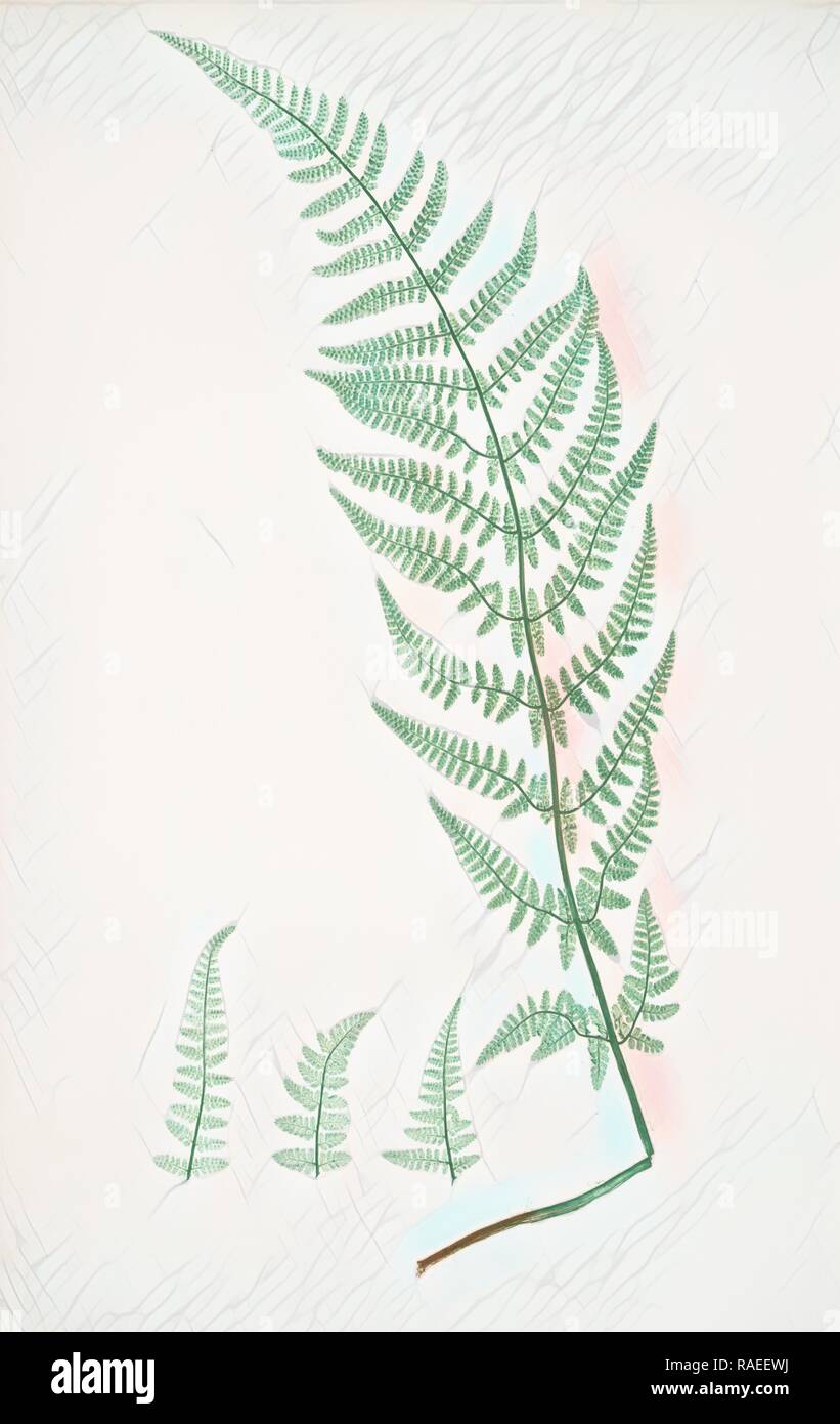 Lastrea dilatata ChanteriÃ¦. The broad prickly-toothed buckler fern ...