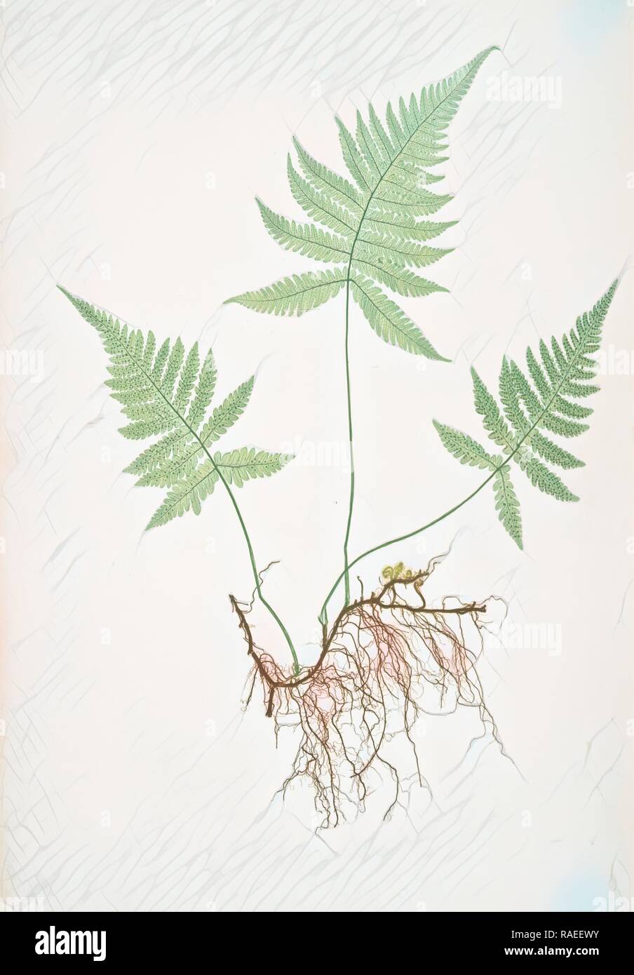 Polypodium Phegopteris. The mountain polypody, or Beech fern, Bradbury ...