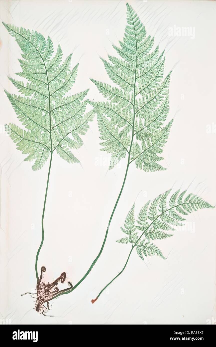 Concave prickly toothed buckler fern hi-res stock photography and ...