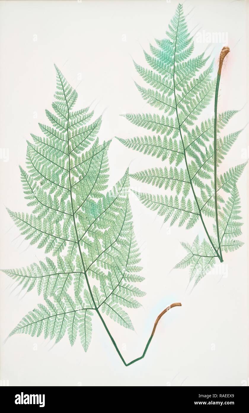 Lastrea dilatata. The broad prickly-toothed buckler fern, Bradbury ...