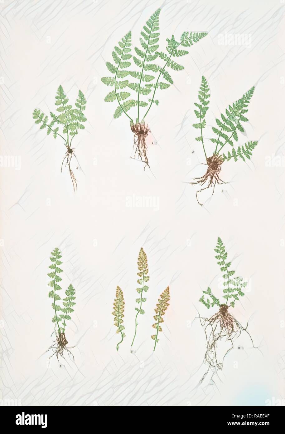A. Woodsia ilvensis. B. W. alpina. The oblong woodsia - The Alpine, or ...