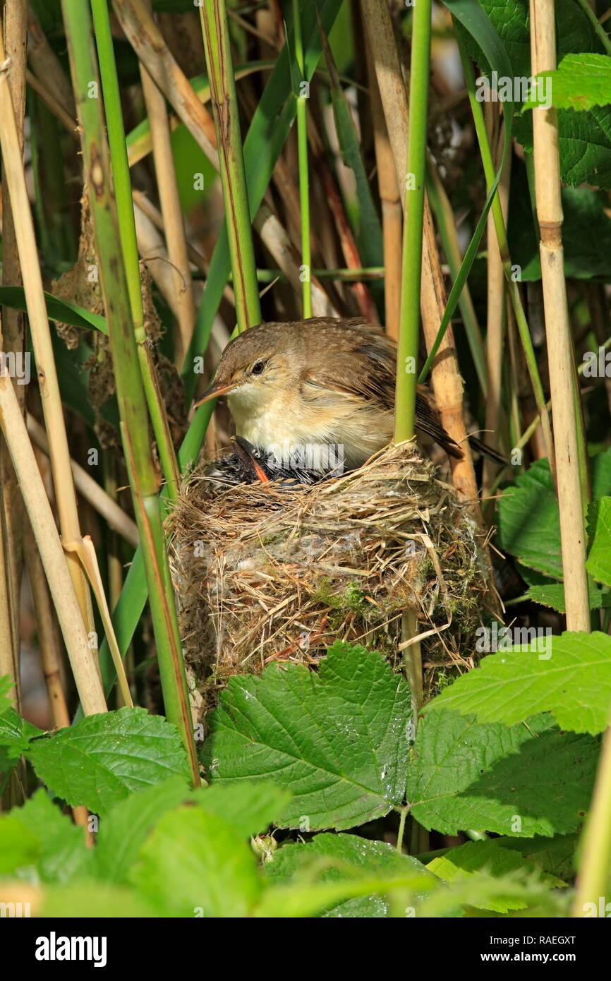 Brooding bird hi-res stock photography and images - Alamy