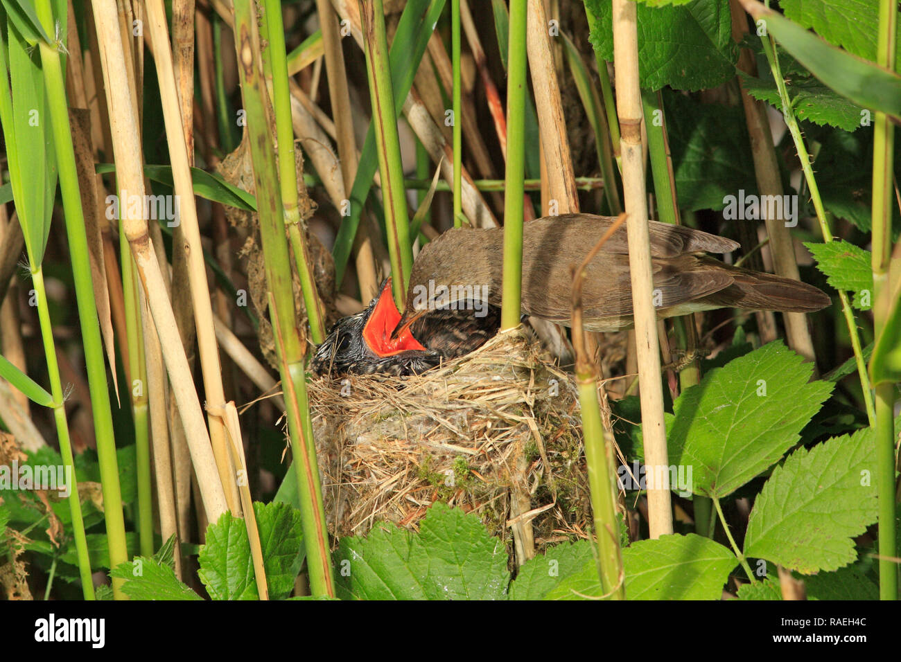 REED WARBLER (Acrocephalus scirpaceus) feeding cuckoo parasite (Cuculus ...