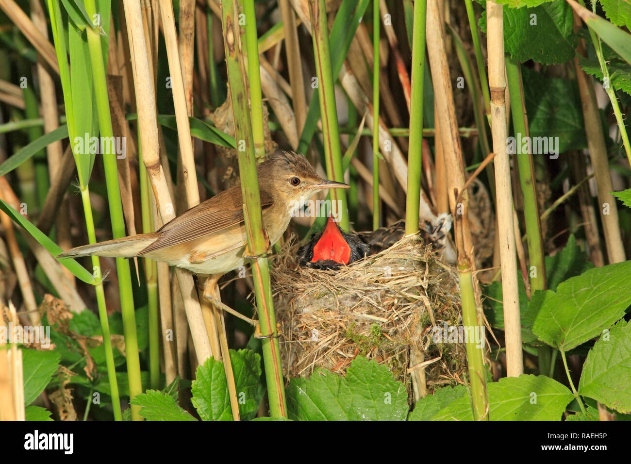 REED WARBLER (Acrocephalus scirpaceus) with cuckoo parasite (Cuculus ...