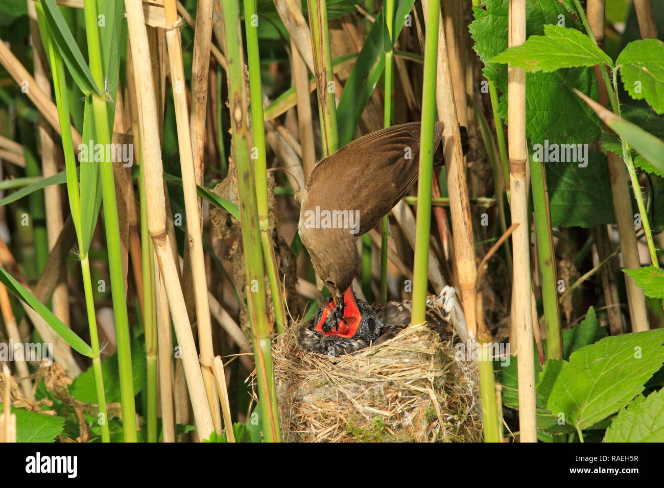 REED WARBLER (Acrocephalus scirpaceus) feeding cuckoo, UK Stock Photo ...
