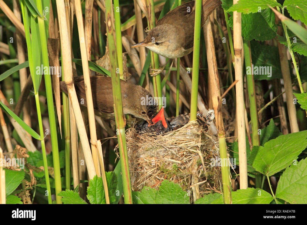 Reed warbler acrocephalus scirpaceus feeding nestling cuckoo cuculus ...