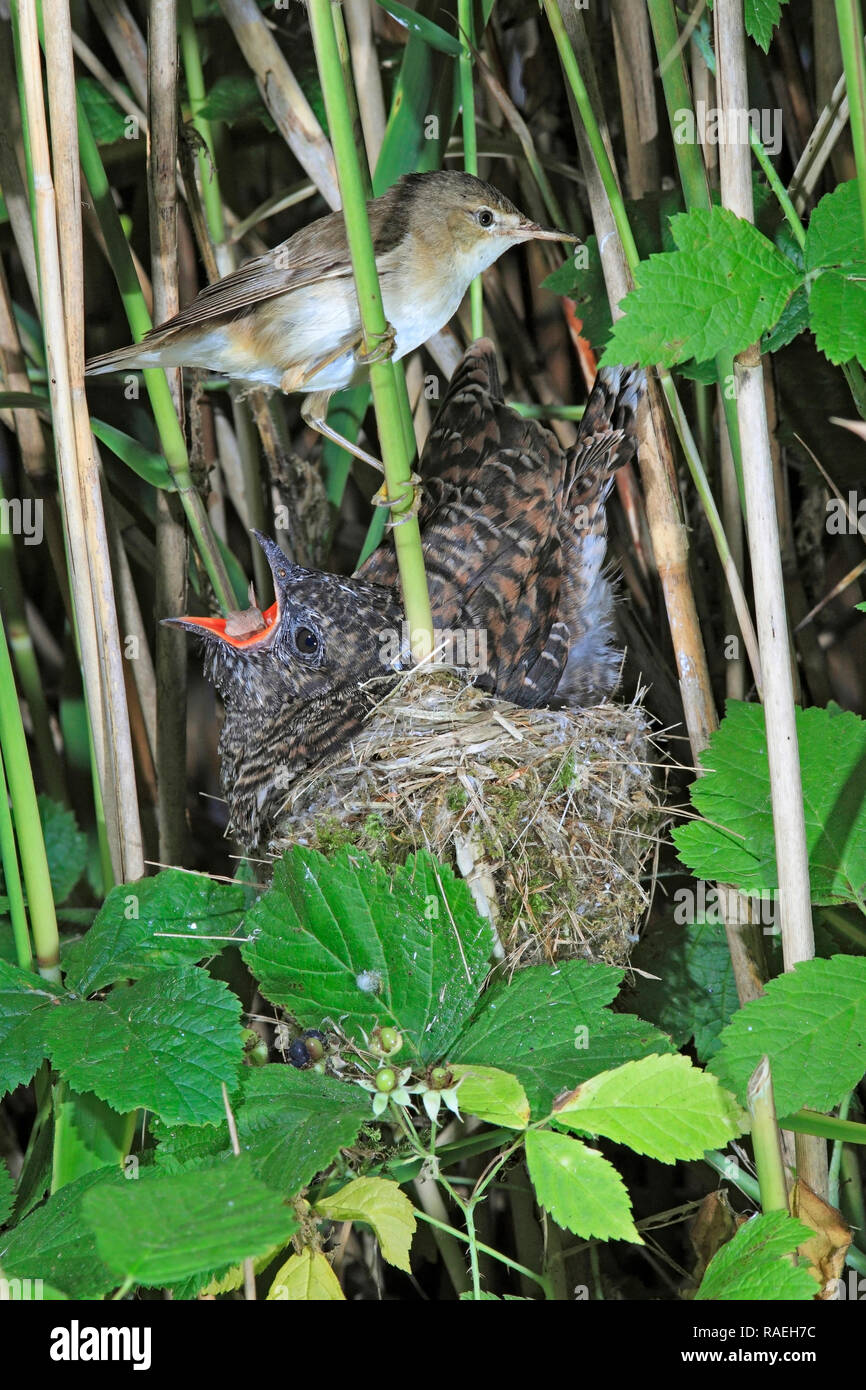 REED WARBLER (Acrocephalus scirpaceus) with cuckoo parasite (Cuculus ...