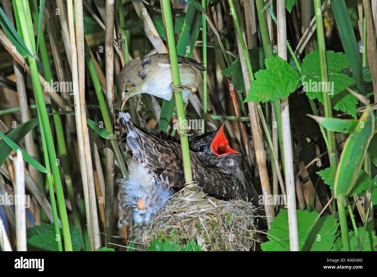 CUCKOO parasite (Cuculus canorus) producing a fecal sac, UK Stock Photo ...