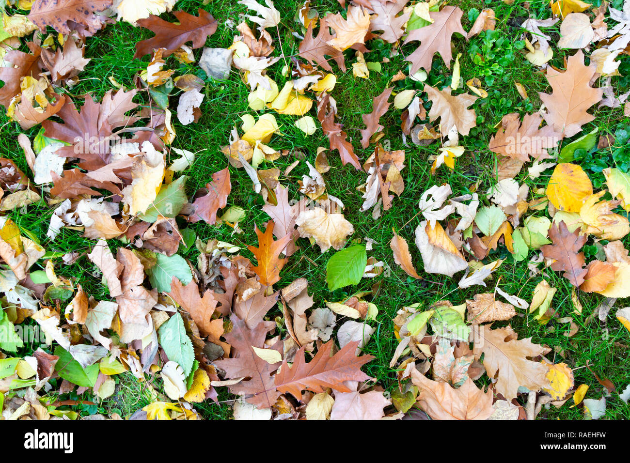 Types Of Maple High Resolution Stock Photography and Images - Alamy