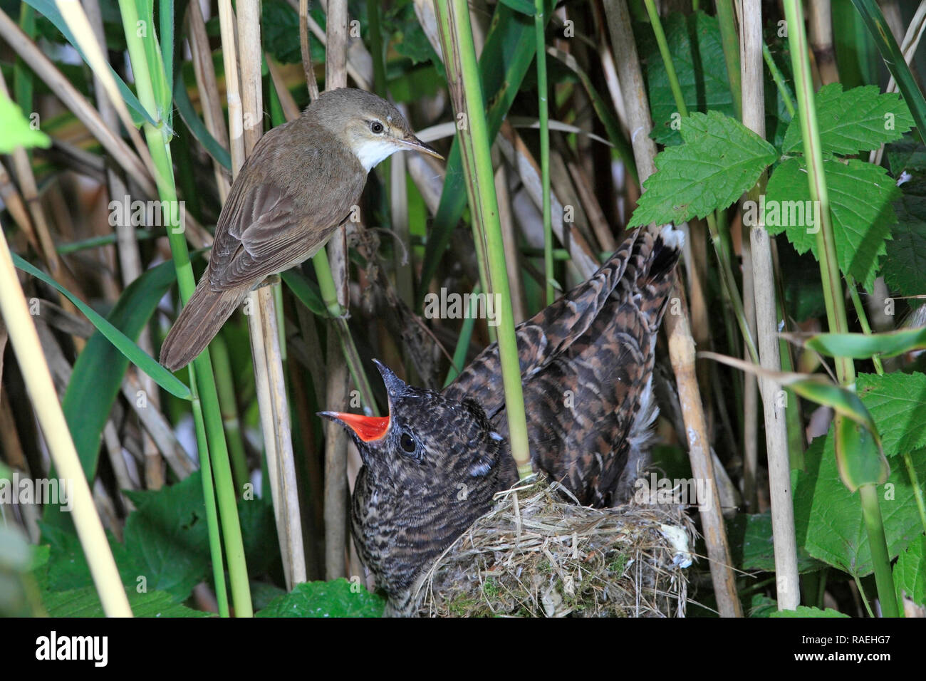 Young cuckoo hi-res stock photography and images - Alamy