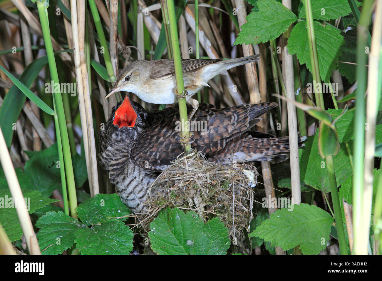 REED WARBLER (Acrocephalus scirpaceus) with cuckoo parasite (Cuculus ...