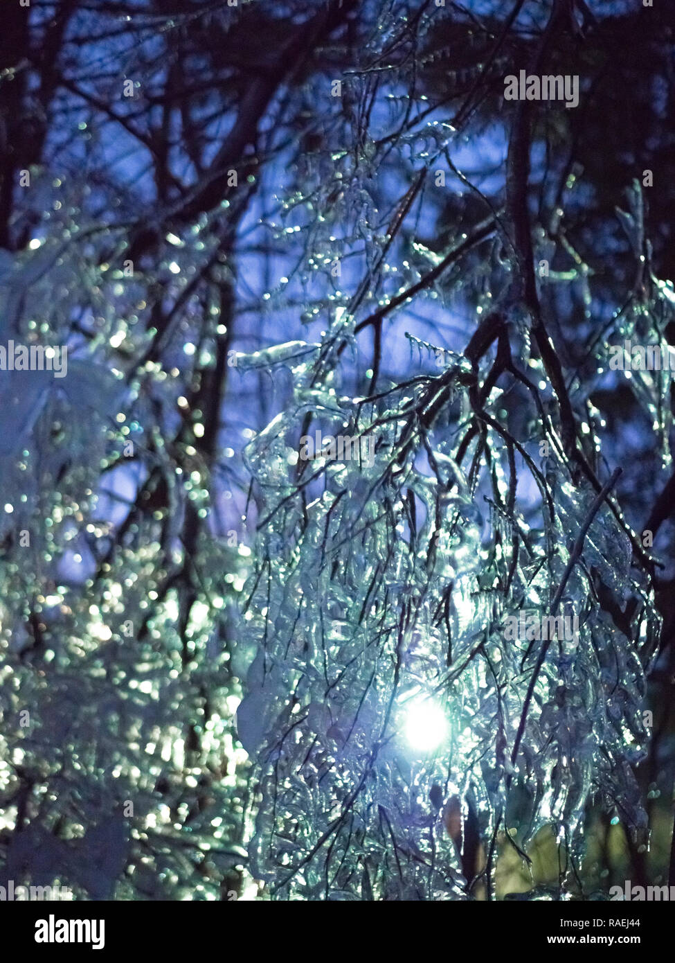 Iced over trees hi-res stock photography and images - Alamy