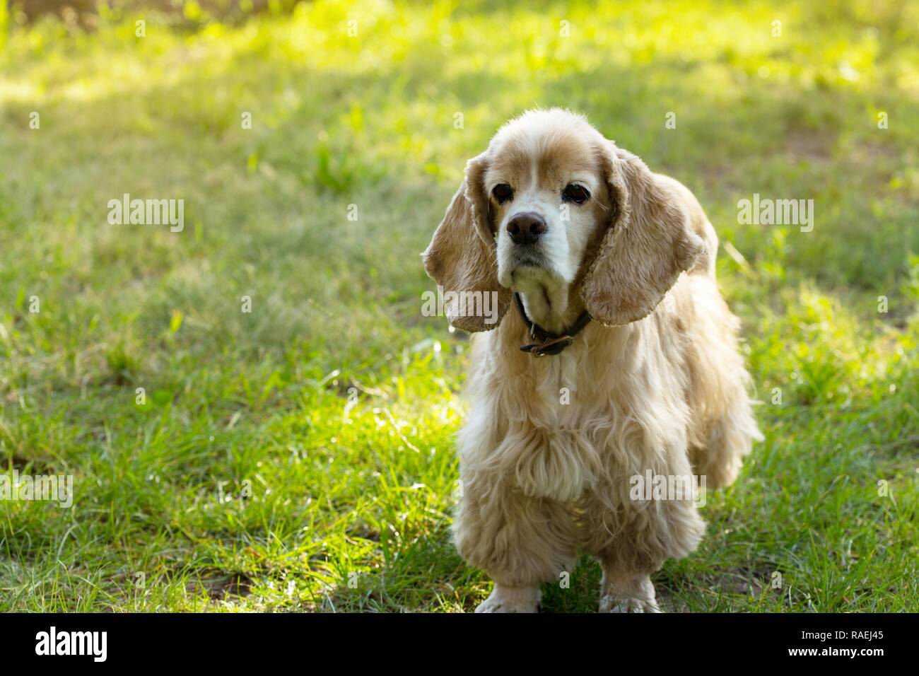 cocker spaniel at the garden Stock Photo - Alamy