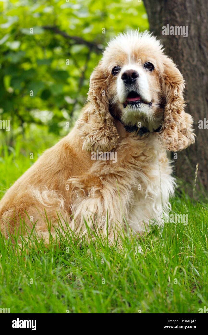 beautiful cocker spaniel at the garden Stock Photo - Alamy