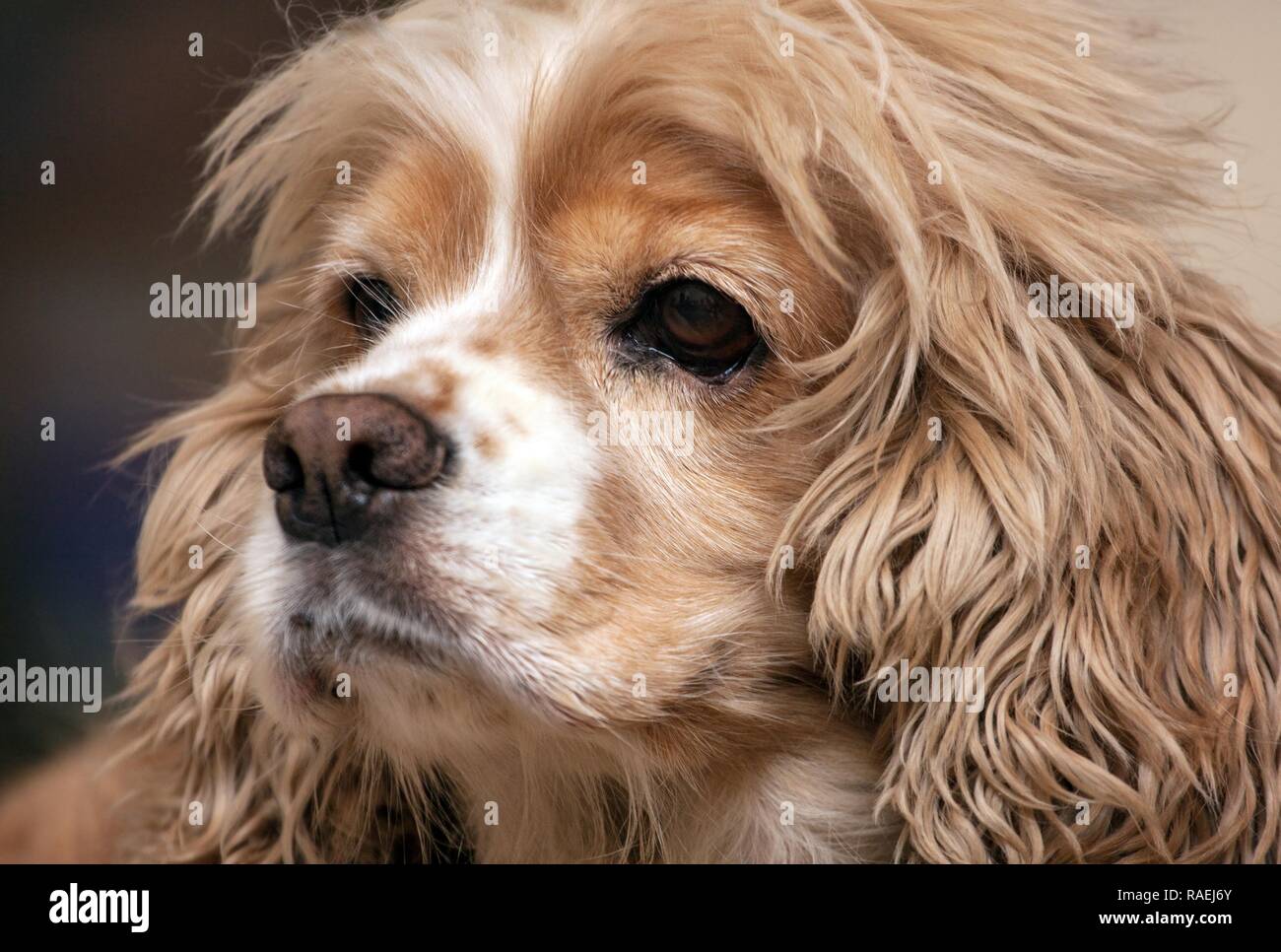 beautiful American Cocker Spaniel, close-up Stock Photo - Alamy