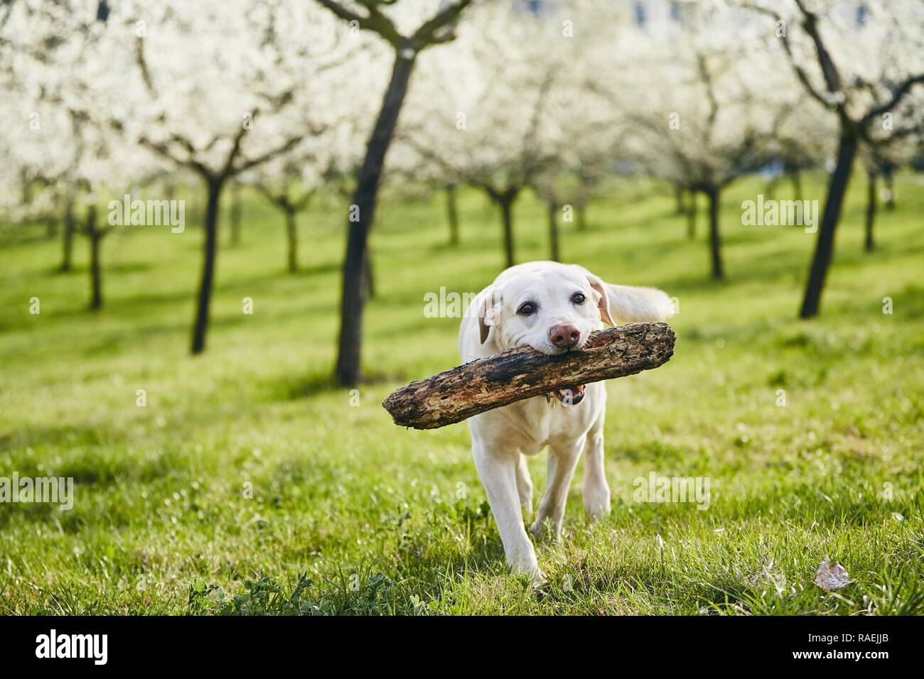 Mouth on stick hi-res stock photography and images - Alamy