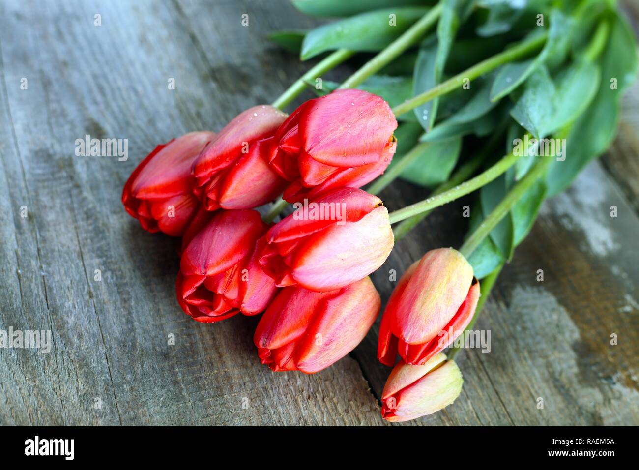 vintage wooden background with tulips Stock Photo - Alamy