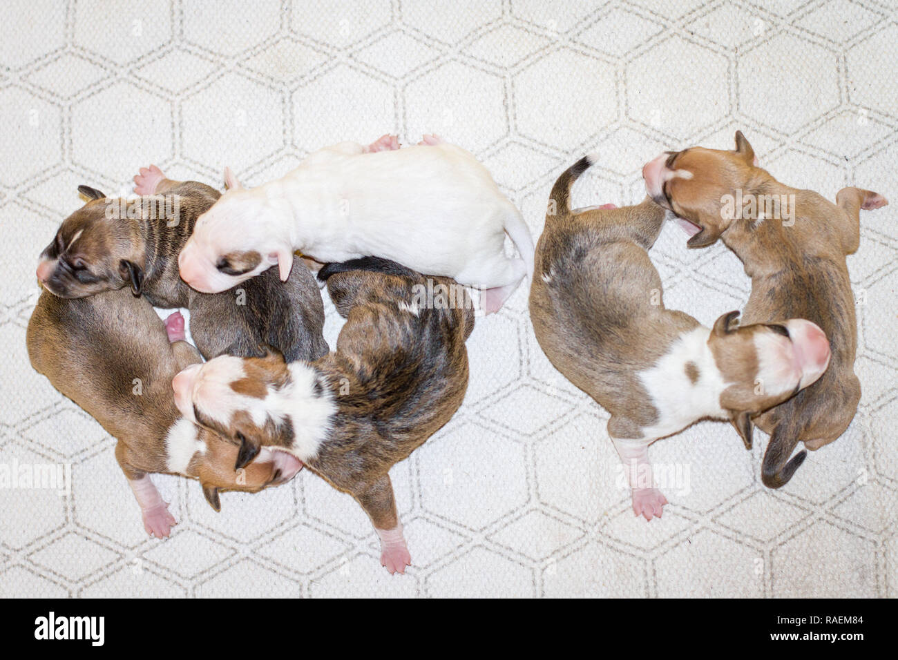 Newborn pit bull terrier hi-res stock photography and images - Alamy