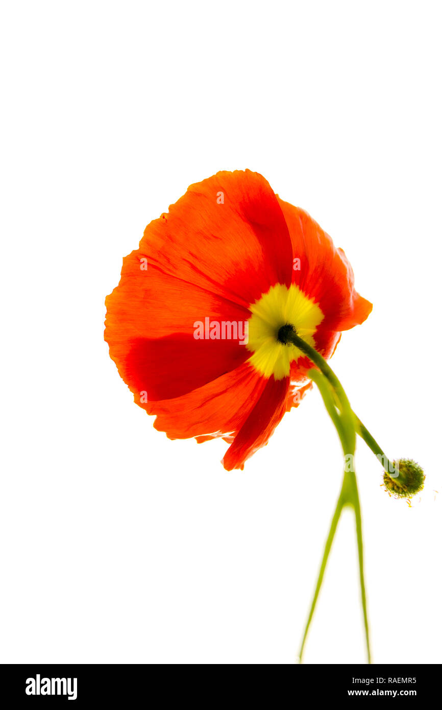 The red poppy ballet hi-res stock photography and images - Alamy