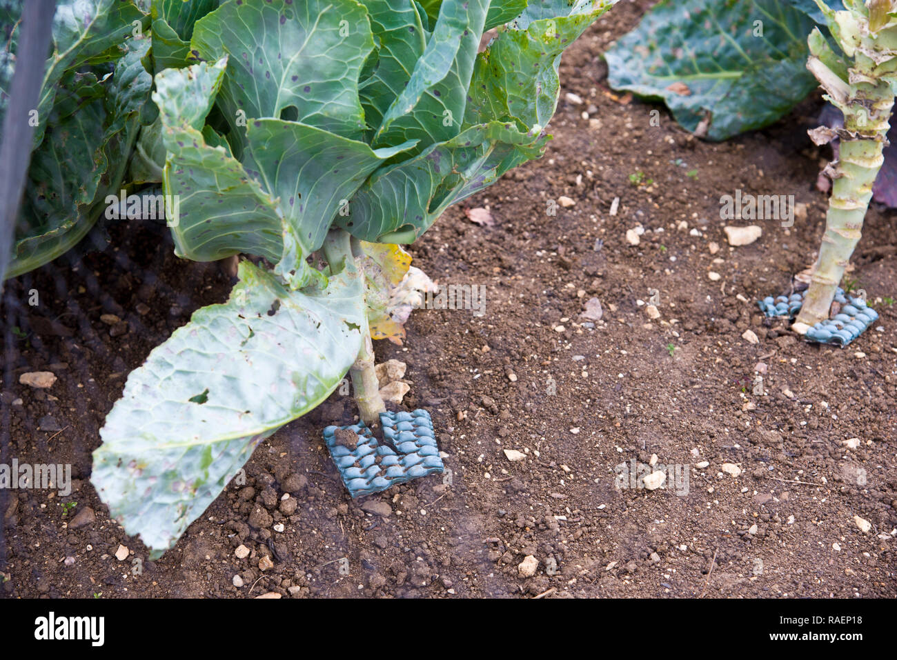 Cabbage root fly hi-res stock photography and images - Alamy