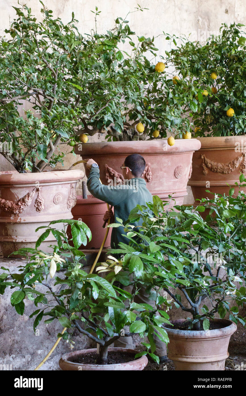 Limonaia firenze hi-res stock photography and images - Alamy