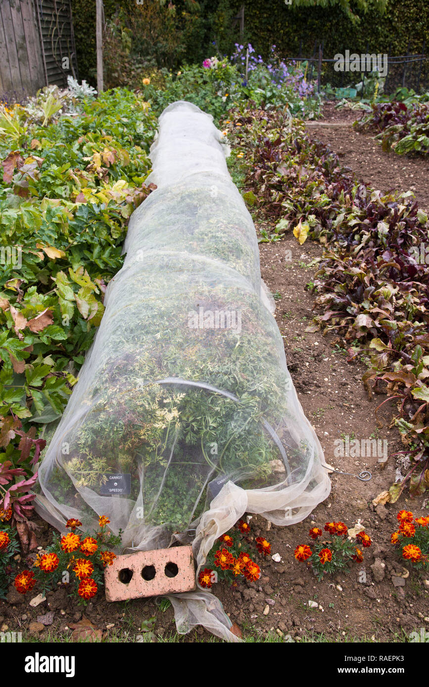 Carrot fly hi-res stock photography and images - Alamy