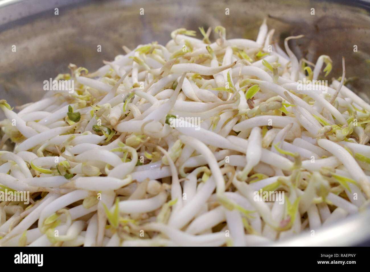 The mung bean sprouts, an important part in Asian dishes. Fresh one ...