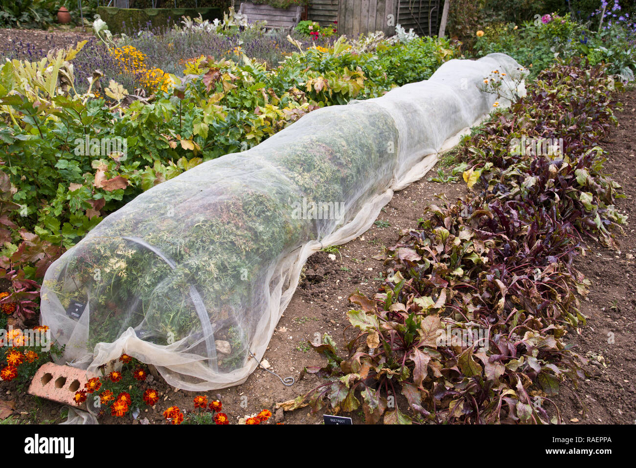 Carrot fly hi-res stock photography and images - Alamy