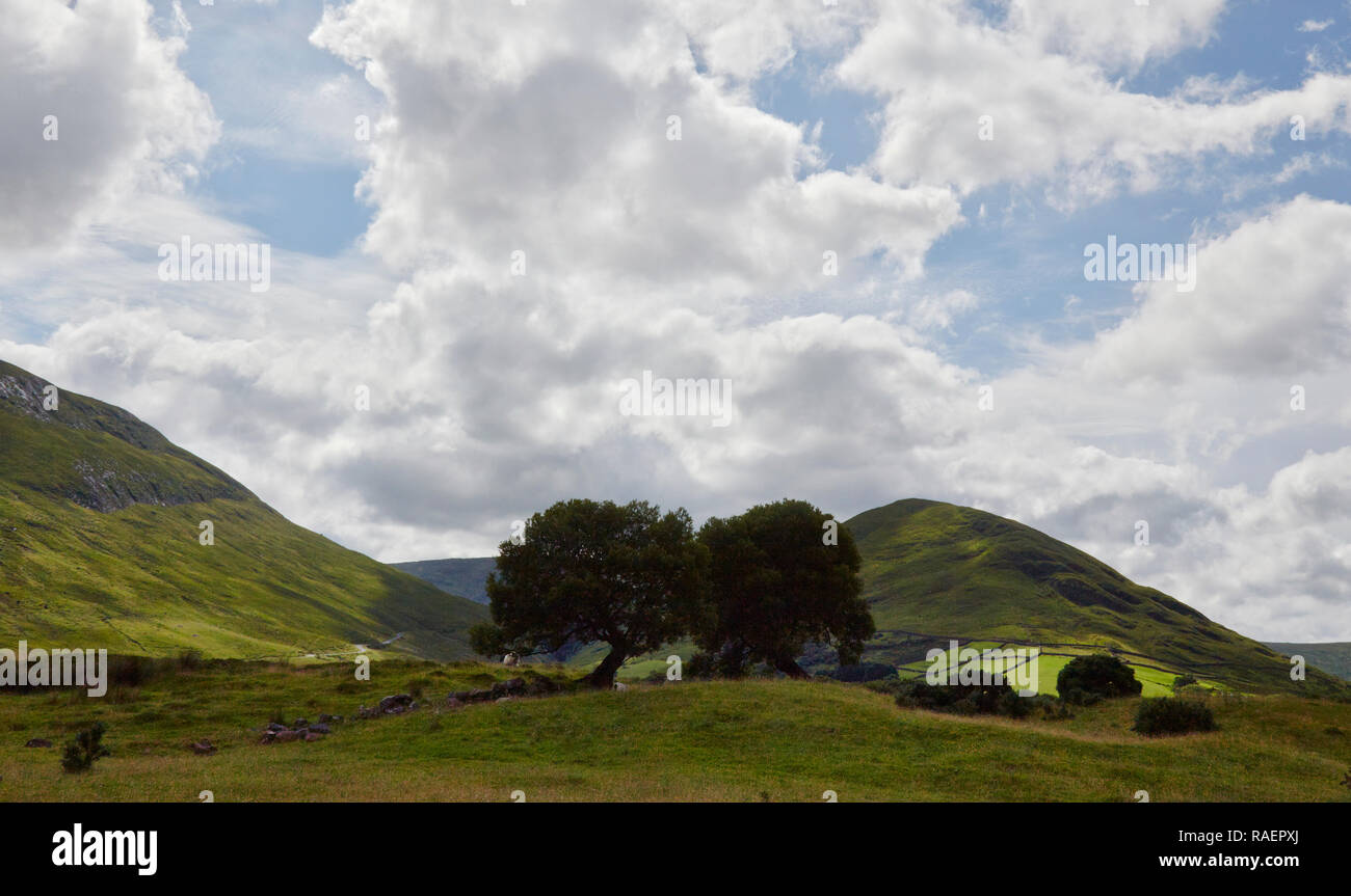 A strangely grown pair of trees in the windy region of the Lough ...