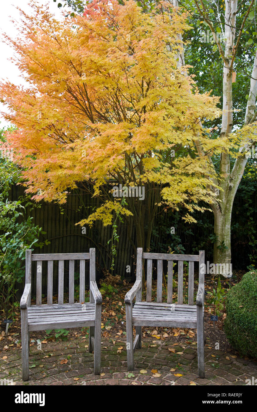 Acer palmatum senkaki Stock Photo - Alamy