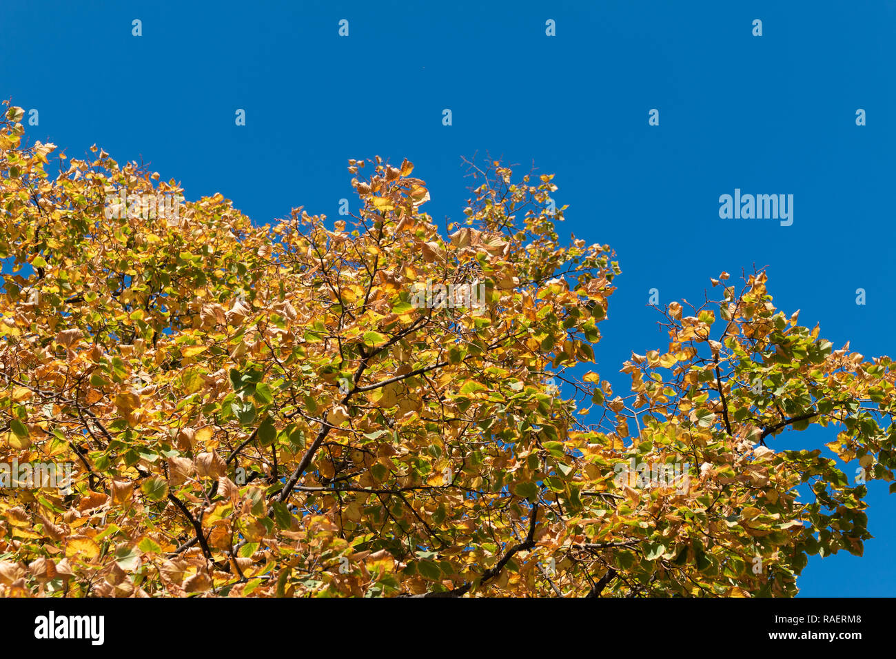 Colorful fall foliage and blue sky copyspace Stock Photo - Alamy