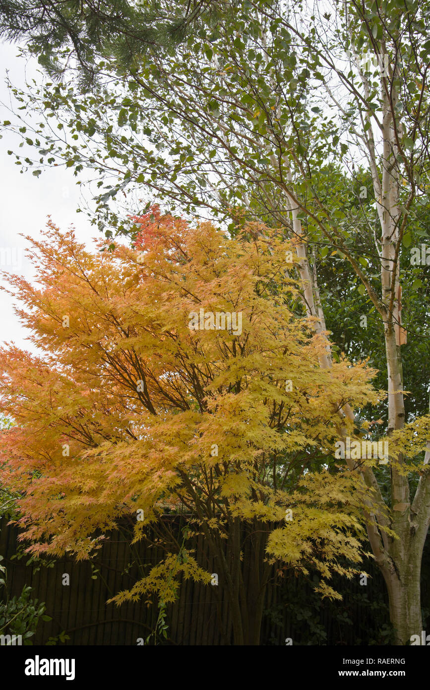 Acer palmatum senkaki Stock Photo - Alamy