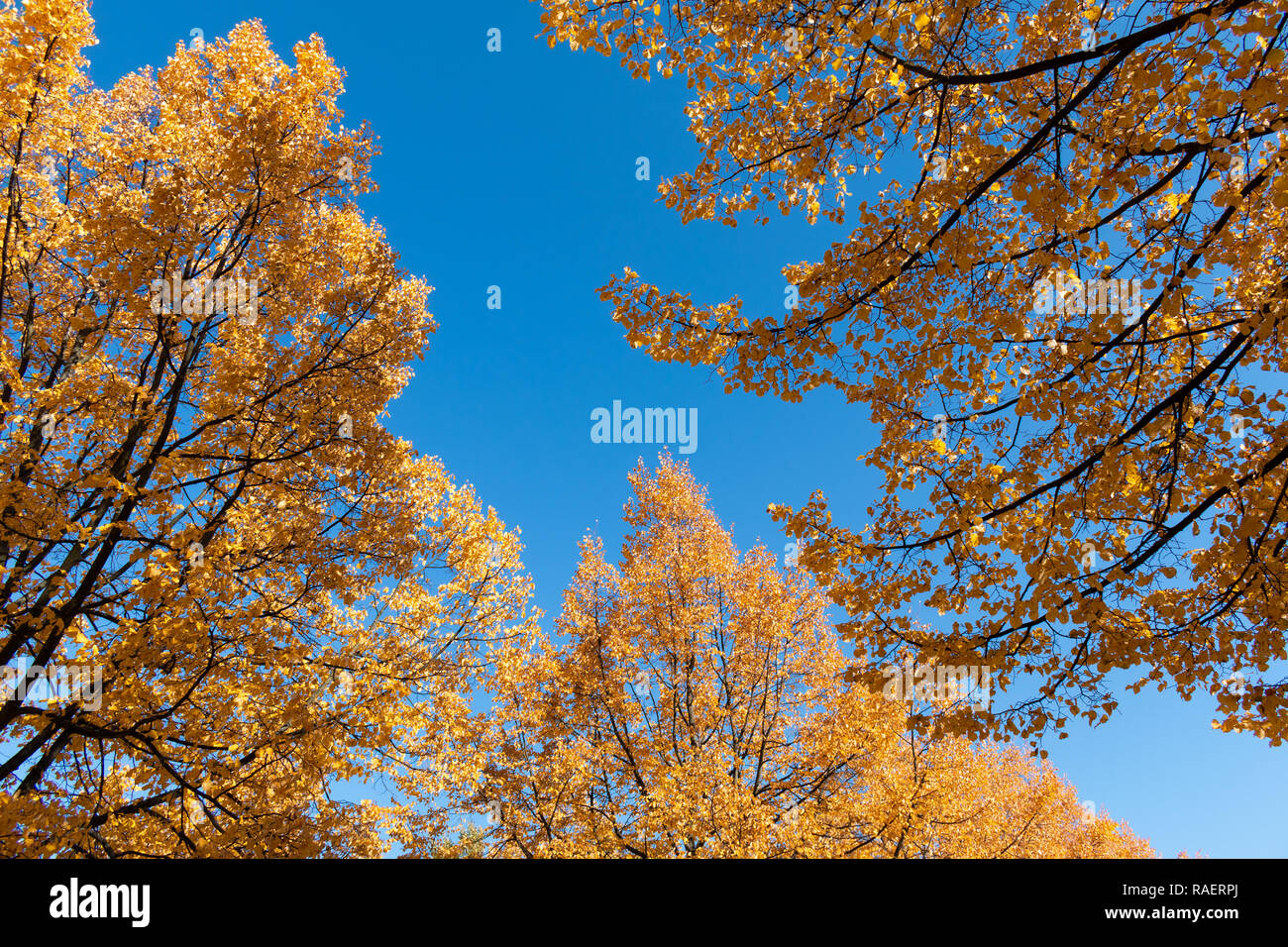 Golden fall foliage hi-res stock photography and images - Alamy