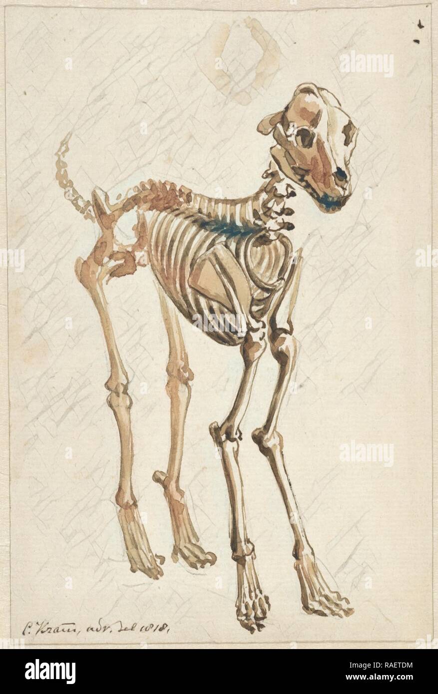 The skeleton of a dog, offset frontal, Christiaan Kramm, 181 ...