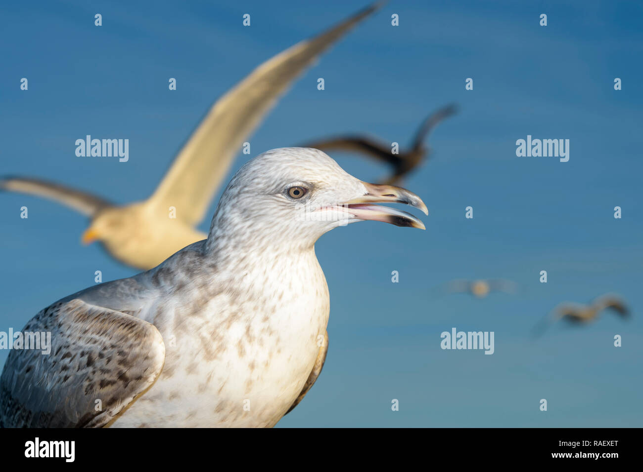 Happy Seagull High Resolution Stock Photography and Images - Alamy