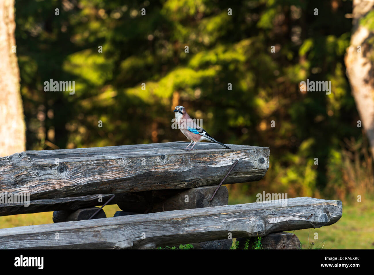 Wings garrulus glandarius hi-res stock photography and images - Alamy
