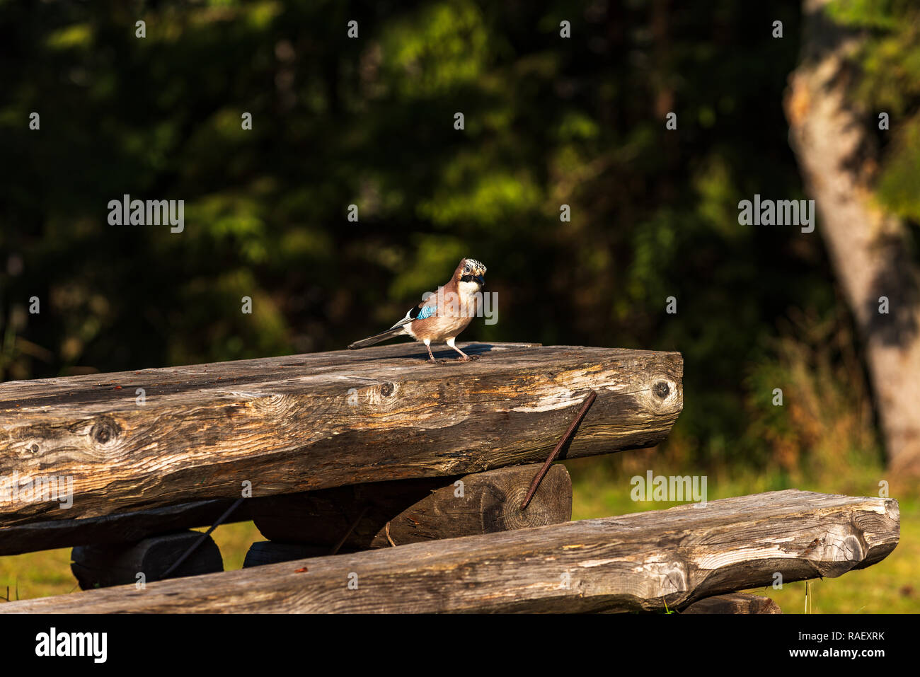 Garrulus glandarius europe hi-res stock photography and images - Alamy