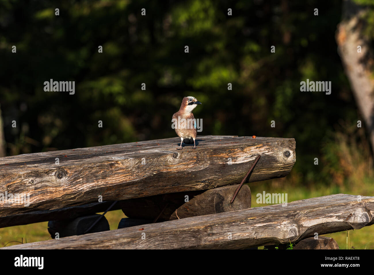 Garrulus glandarius europe hi-res stock photography and images - Alamy