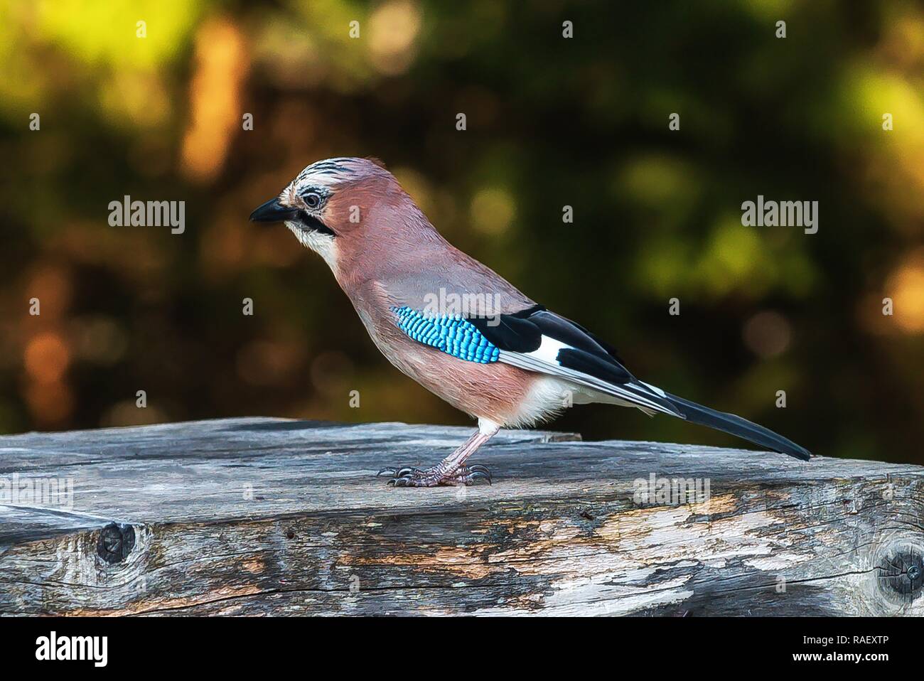 European blue jay garrulus glandarius hi-res stock photography and ...