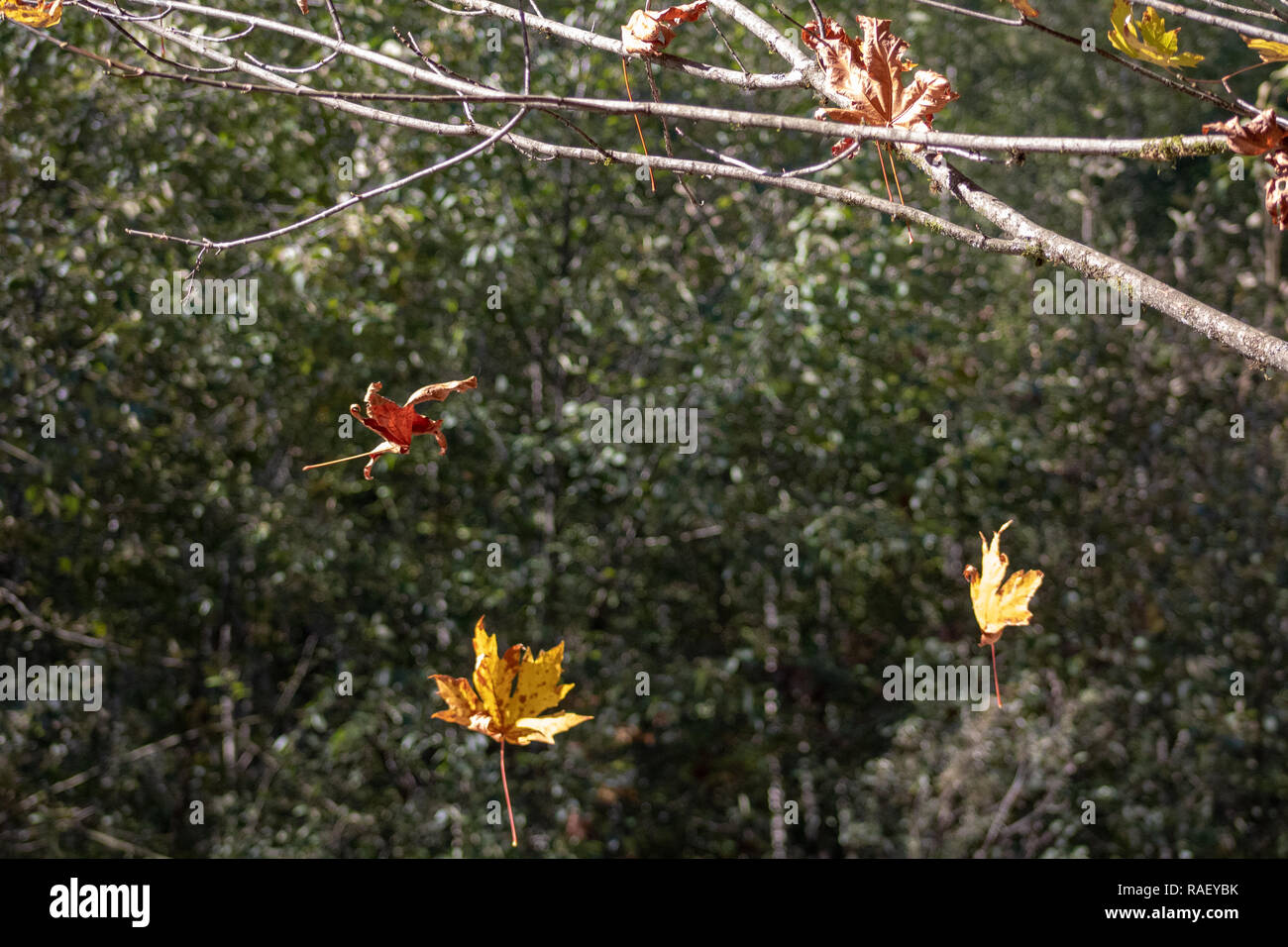 Leaves falling hi-res stock photography and images - Alamy