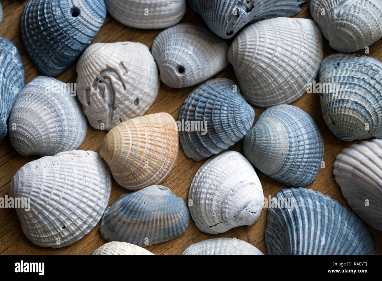 Bean clam beach hi-res stock photography and images - Alamy