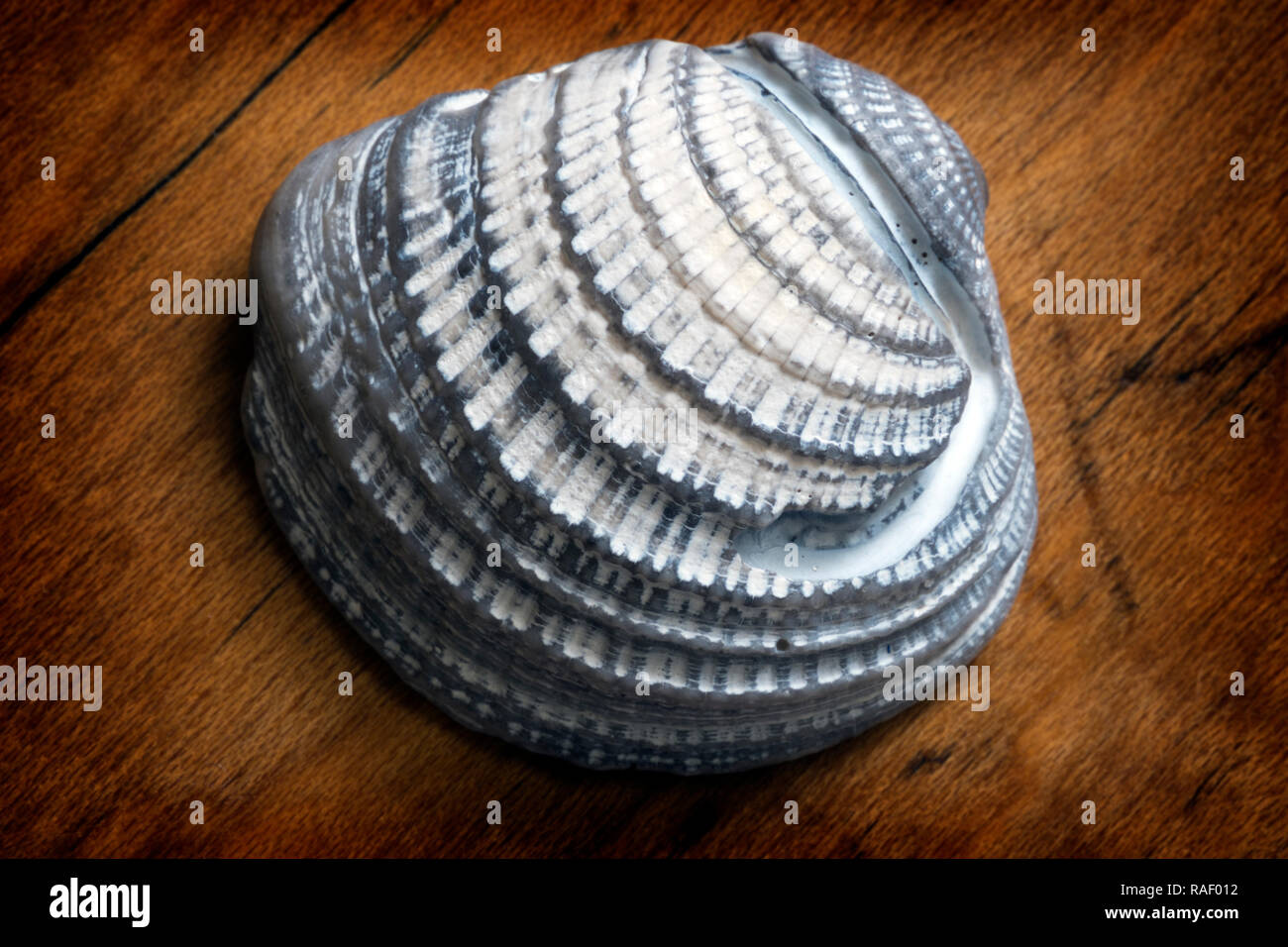A Coquina shell sitting on a wood grain background Stock Photo - Alamy