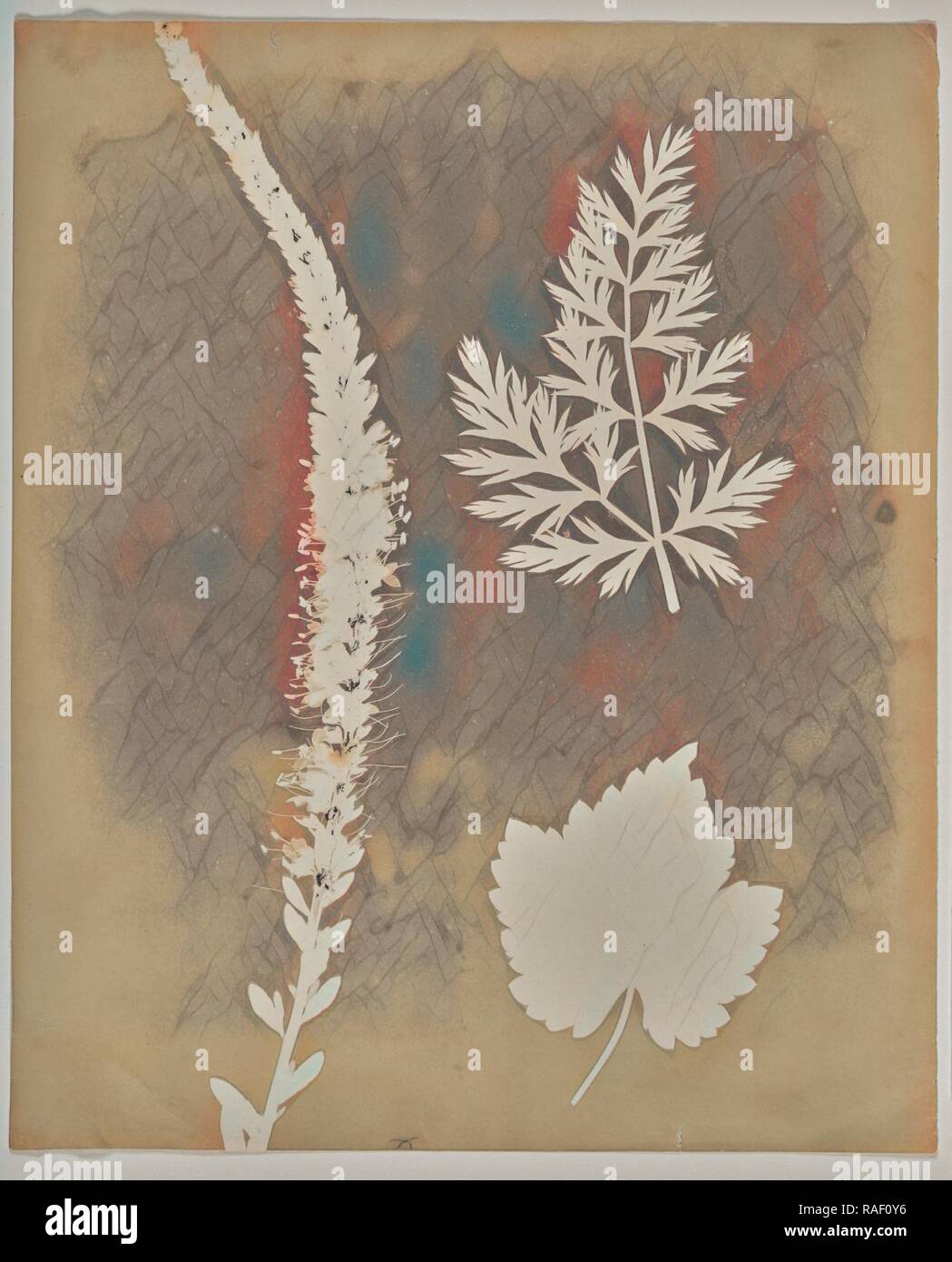 Arrangement of Botanical Specimens, William Henry Fox Talbot (English ...