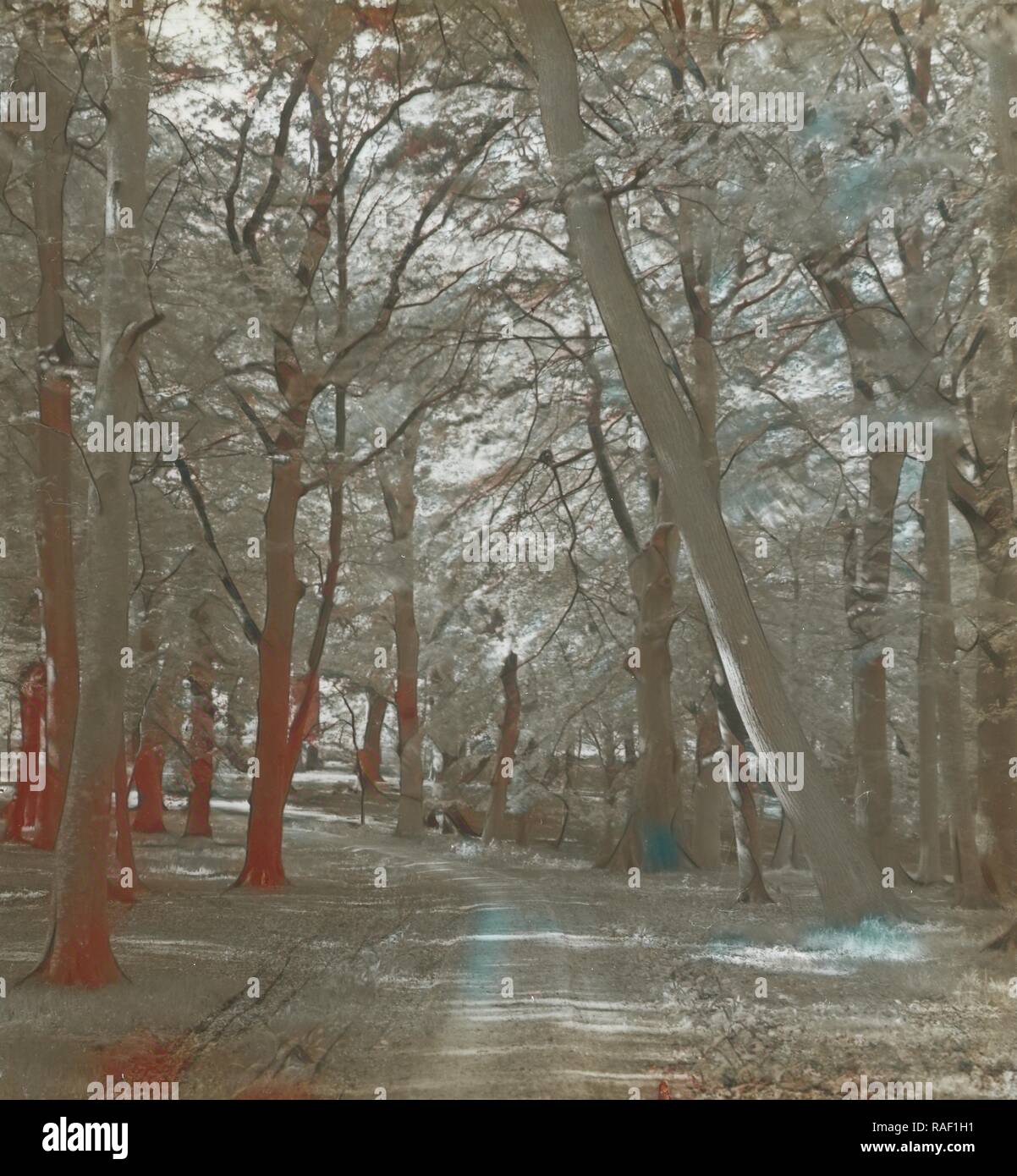 Tree-lined path in park, possibly Redland Woods, Frederick H. Evans ...